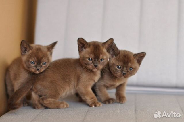 Бурманские котята