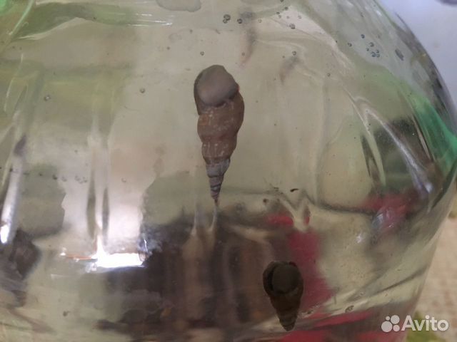 Улитки милании