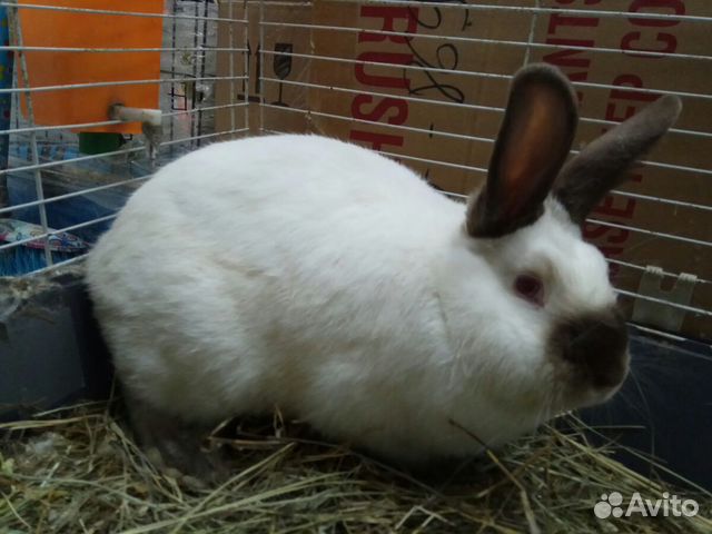 Калифорнийские кролики большой выбор