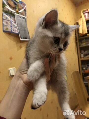 Британский котёнок девочка