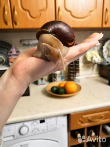 Улитки Ахатина малыши