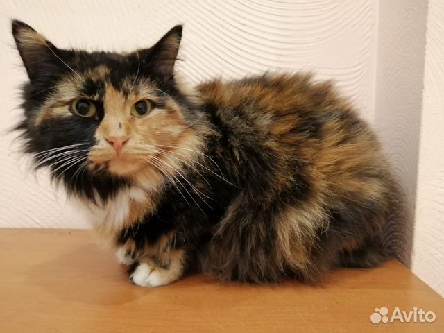 Кошечка-трехцветочка в хорошие руки