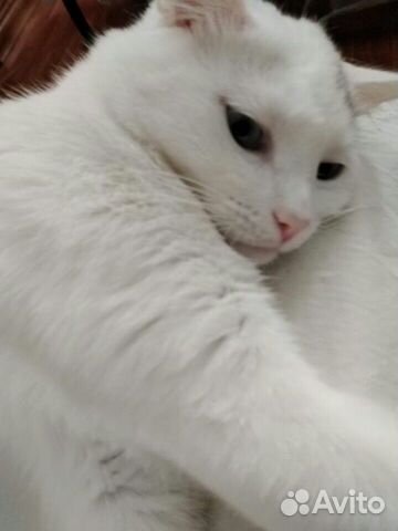 Кошка Нана