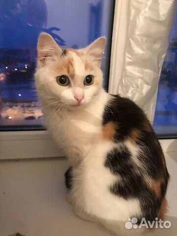 Дульсинея ищет дом