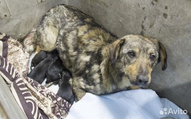 Они ждут именно Вас)