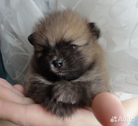 Щенки шпица. Бронирование