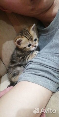 Британский котенок