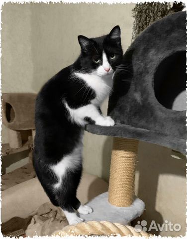 Котики Джазмен