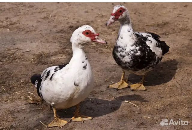 Индоутки на племя