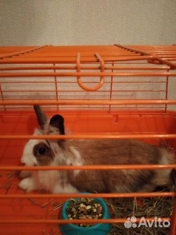 Кролик