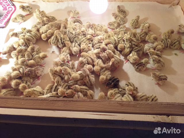 Перепелята. Цыплята