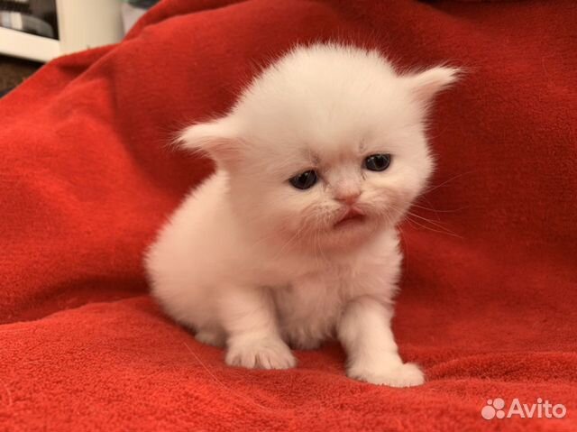 Котята