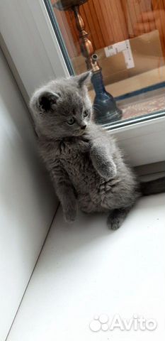 Продажа котят