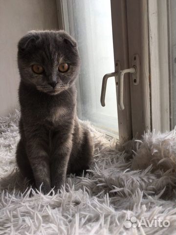 Кошка британская