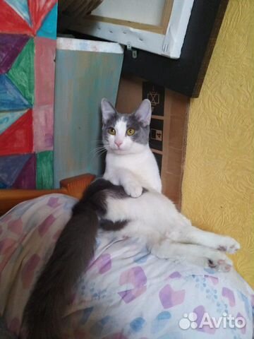 Кошка Лечебная