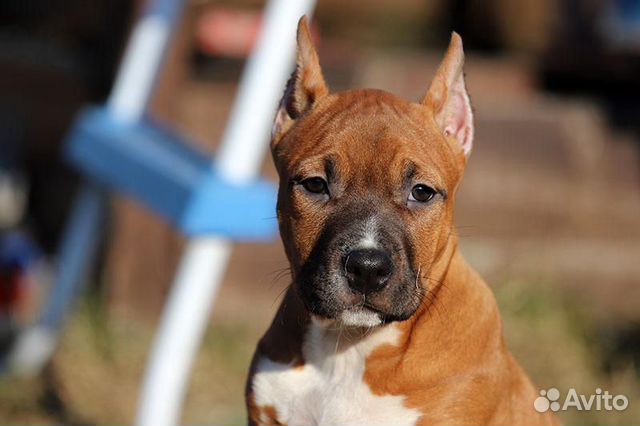 Красная девочка амстаффа, 2 месяца