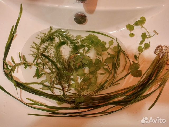 Прополка для аквы