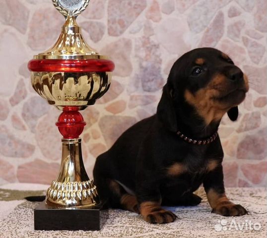 Классика всегда в моде, щенки таксы