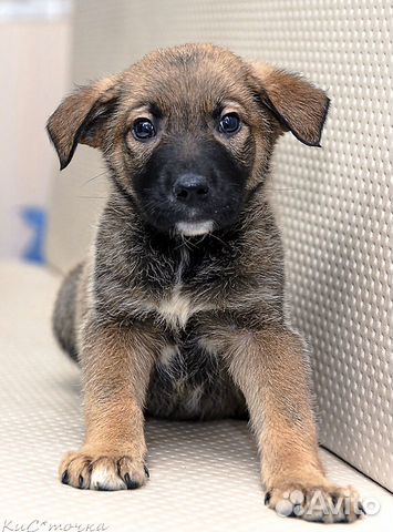 Очаровательный щеночек (мальчик, 1,5 мес) ищет дом