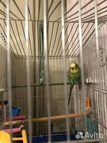 Волнистый попугай Гоша