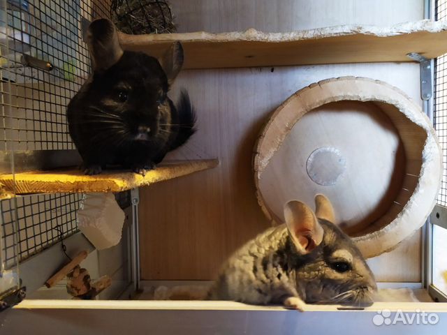 Продам шиншиллу