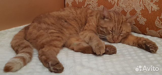 Найдет кот Фрунзенский район м. Купчино/Дунайская