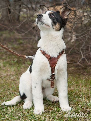 Классный, крупный щен Тим в дар