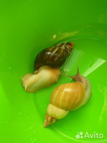 Улитки гигантские