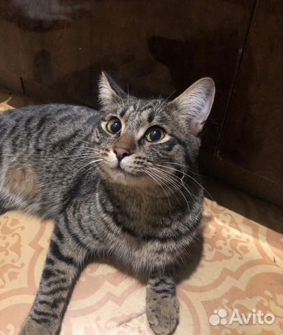 Кот молодой бесплатно