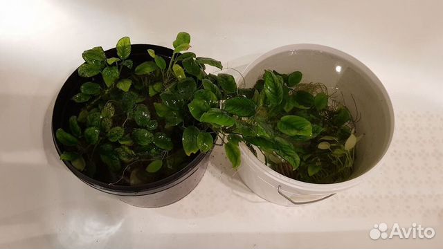 Анубиас. Растение для аквариума