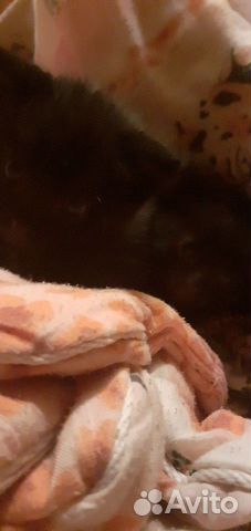 Чёрные Котята от породистой кошки