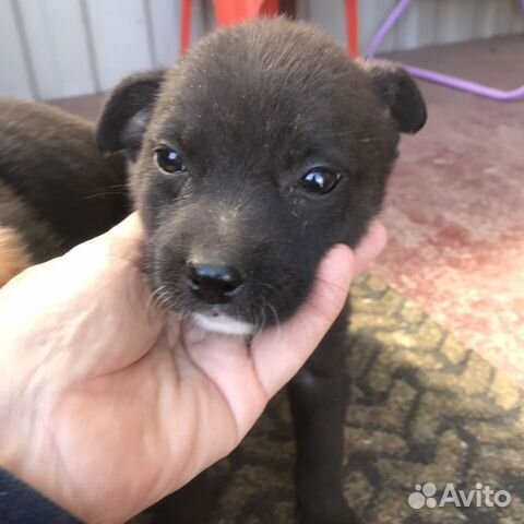 Щенки в добрые руки