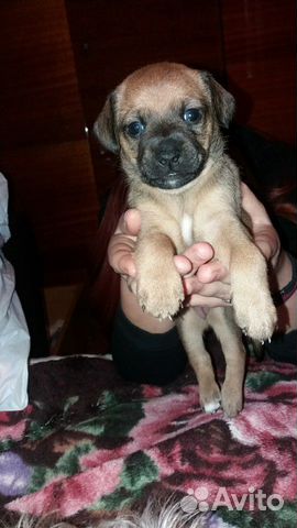 Щенки в добрые руки