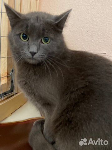Голубой котик ищет дом