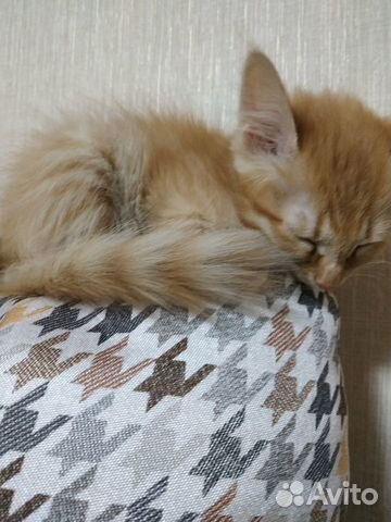 Донские сфинксы