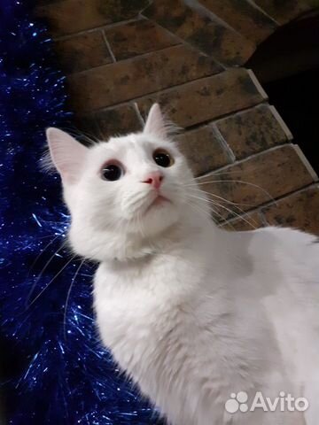 Кошка на вязку