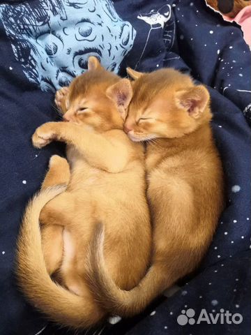 Абиссинские котята