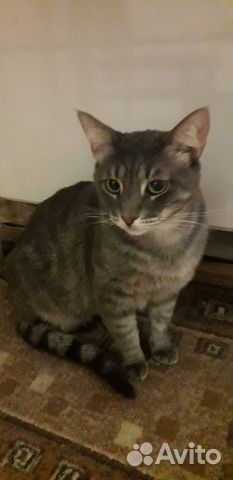 Котика в добрые руки