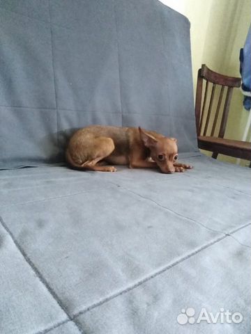 Щенок той-терьер