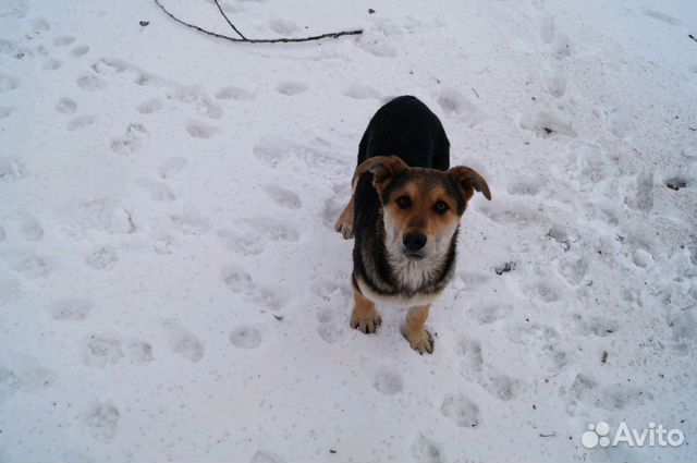 Щенок мальчик в добрые руки