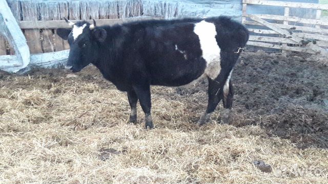 Тёлки тельные и бык