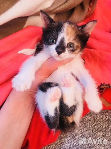 Котенок девочка
