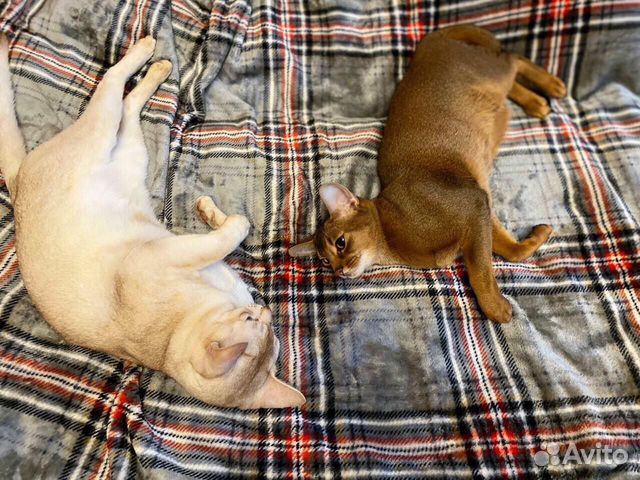 Абиссинские котята