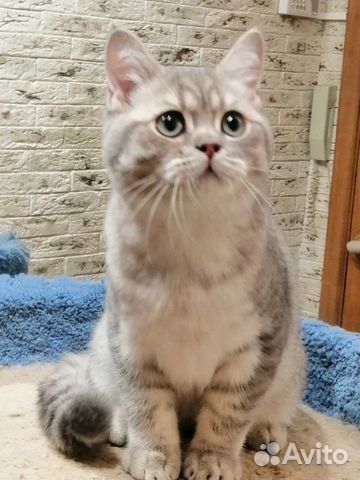 Кот голубое золото
