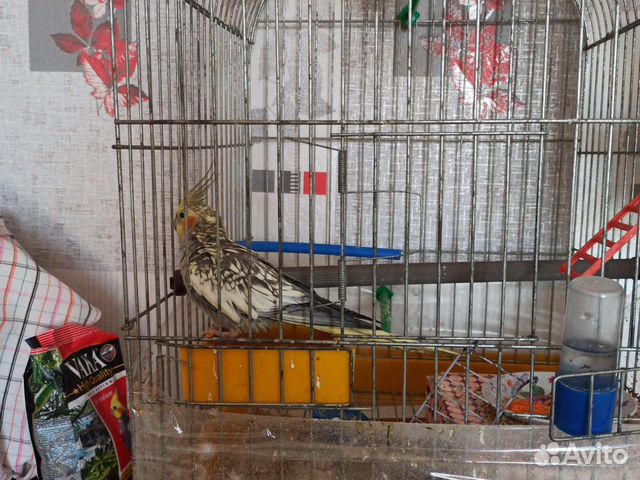 Продаю папугая