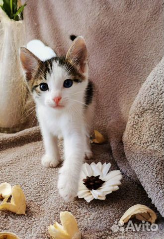 Котёнок Проша 2,5 месяца в добрые руки
