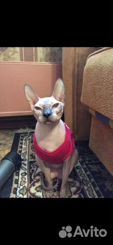 Донской свинкс