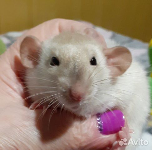 Крысята сиамыДамбо