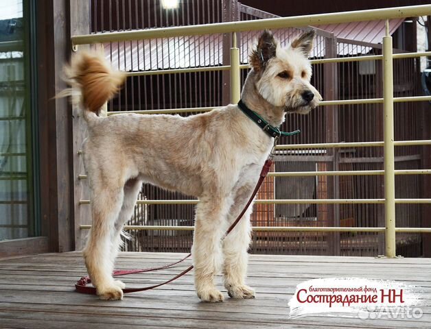 Собака с человечьим взглядом в добрые руки