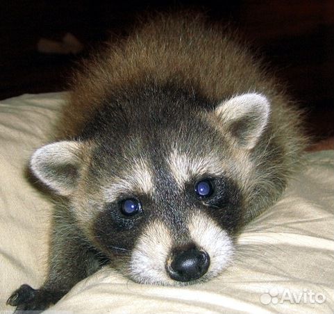 Енотик. Енот-полоскун. Продаю